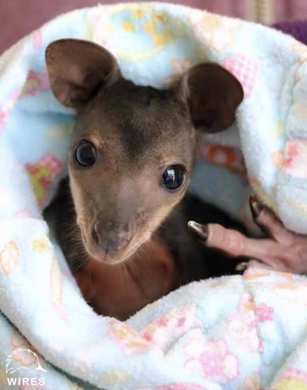 Approved Patterns for Australia's Wildlife | School of Stitched Textiles