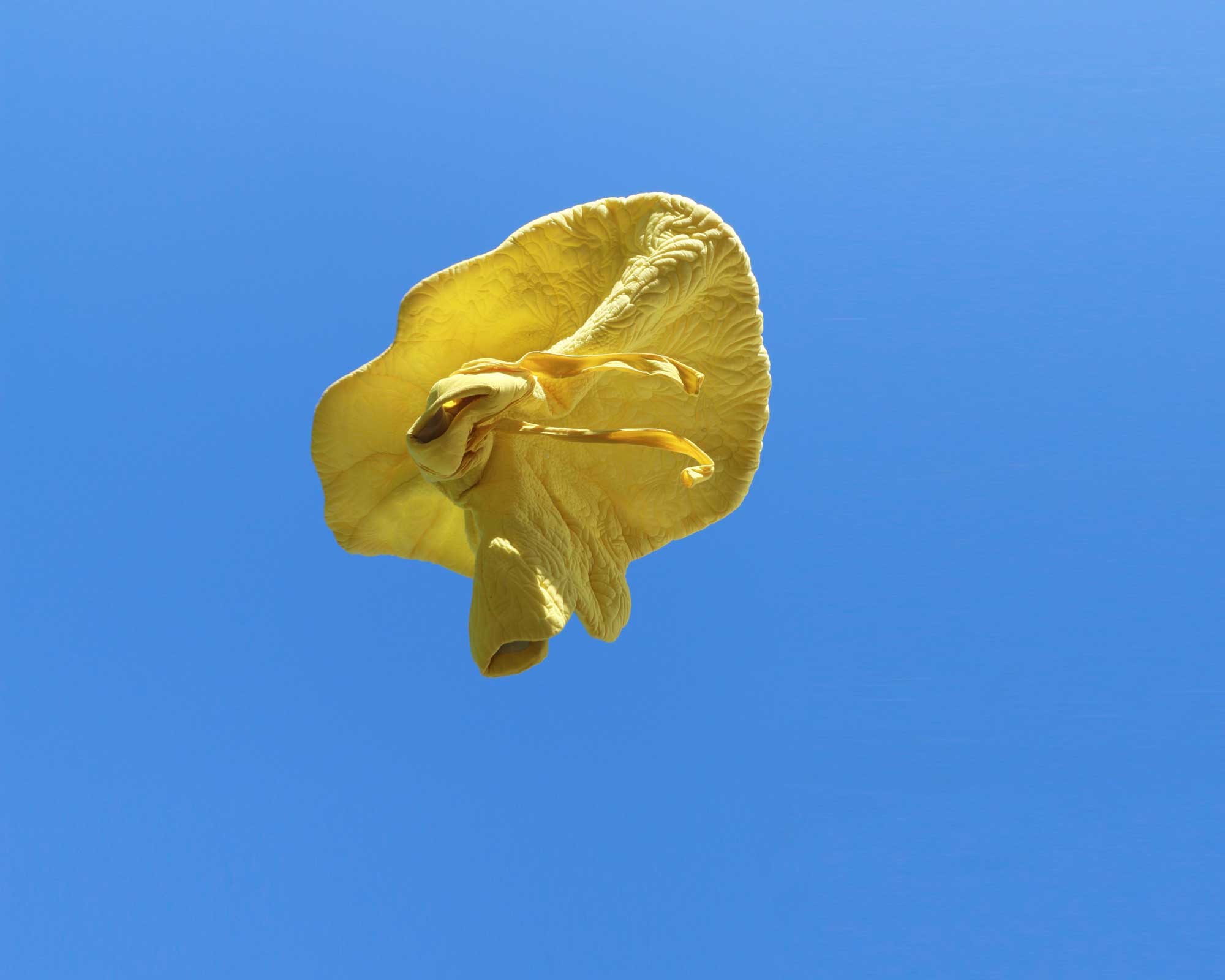 Daisy Collingridge: The Art of sculpting the beautifully grotesque | SST