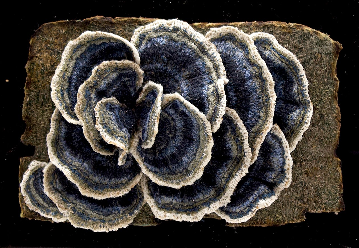 Textile Artists Inspired by Nature You HAVE To Follow | SST