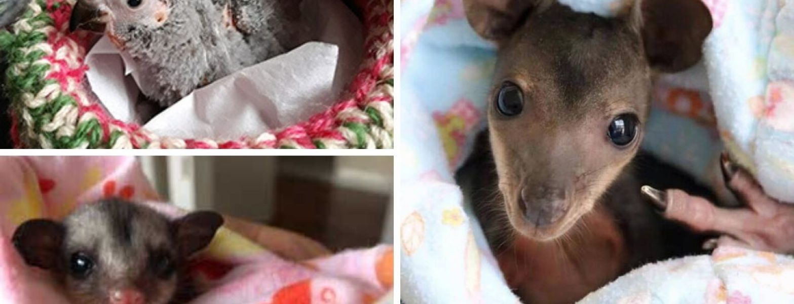 Approved Patterns for Australia's Wildlife | School of Stitched Textiles